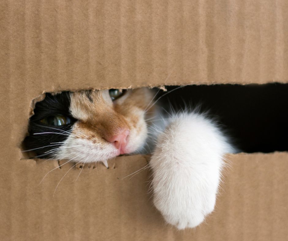 The Psychology of Why Cats LOVE Cardboard Boxes - TreasuredCat