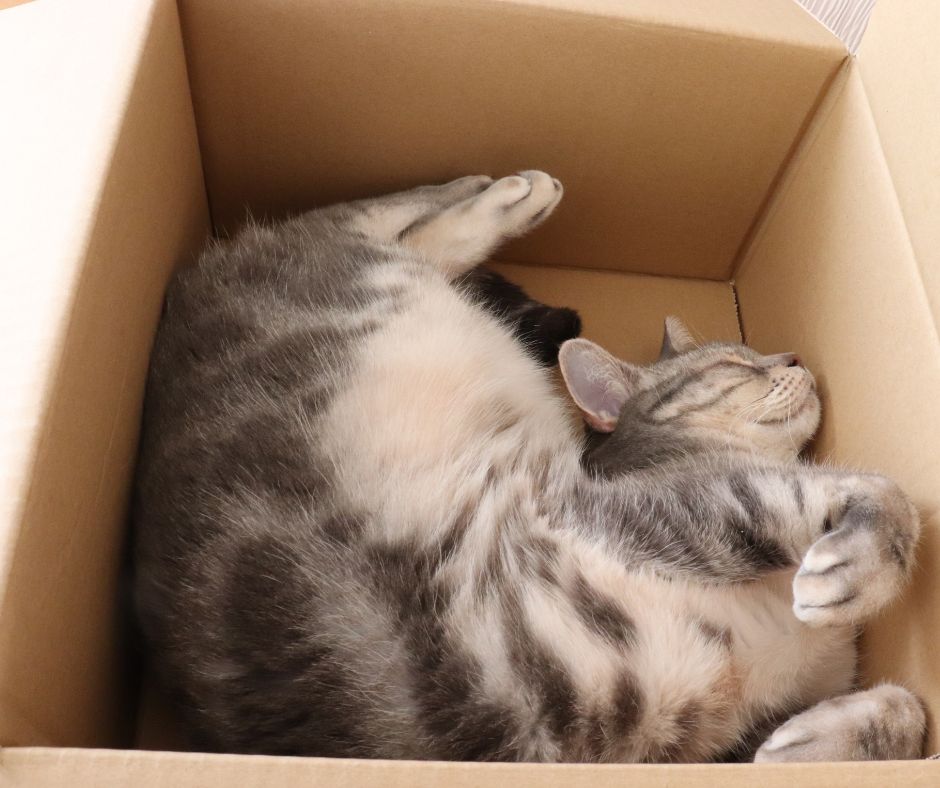 The Psychology of Why Cats LOVE Cardboard Boxes - TreasuredCat