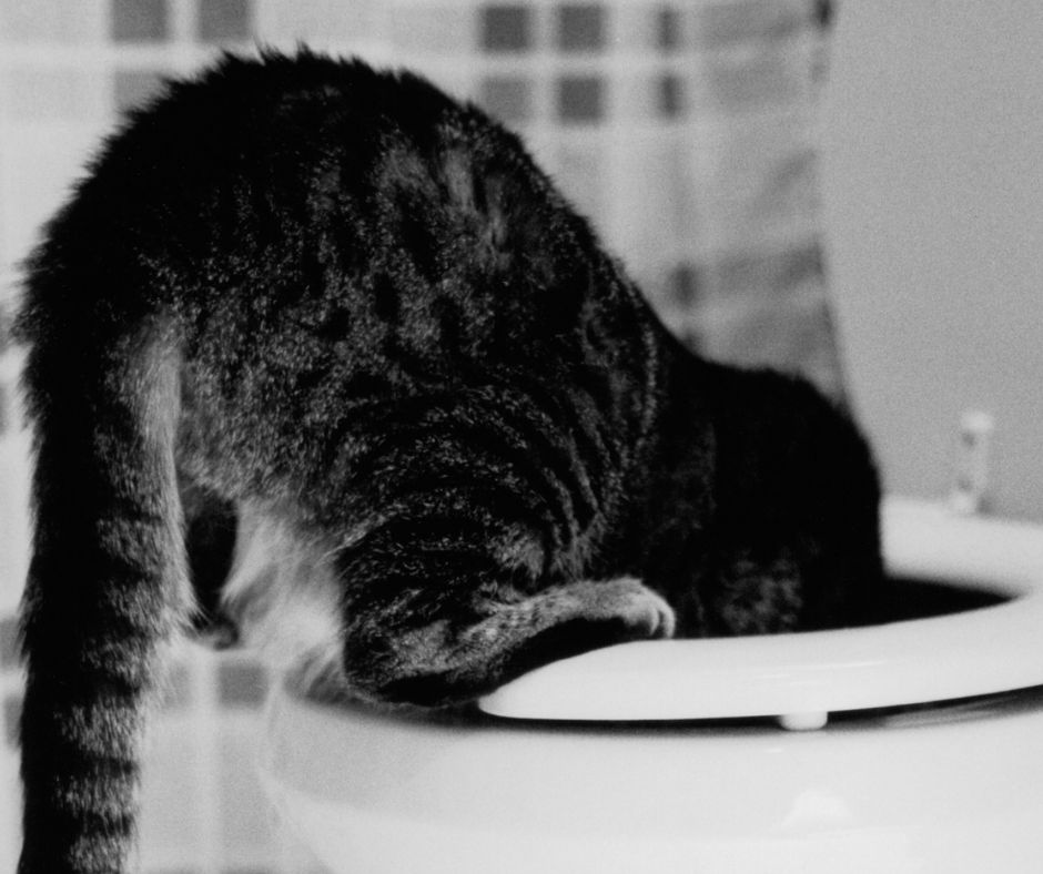 Why Does My Cat Drink Out Of The Toilet? - TreasuredCat