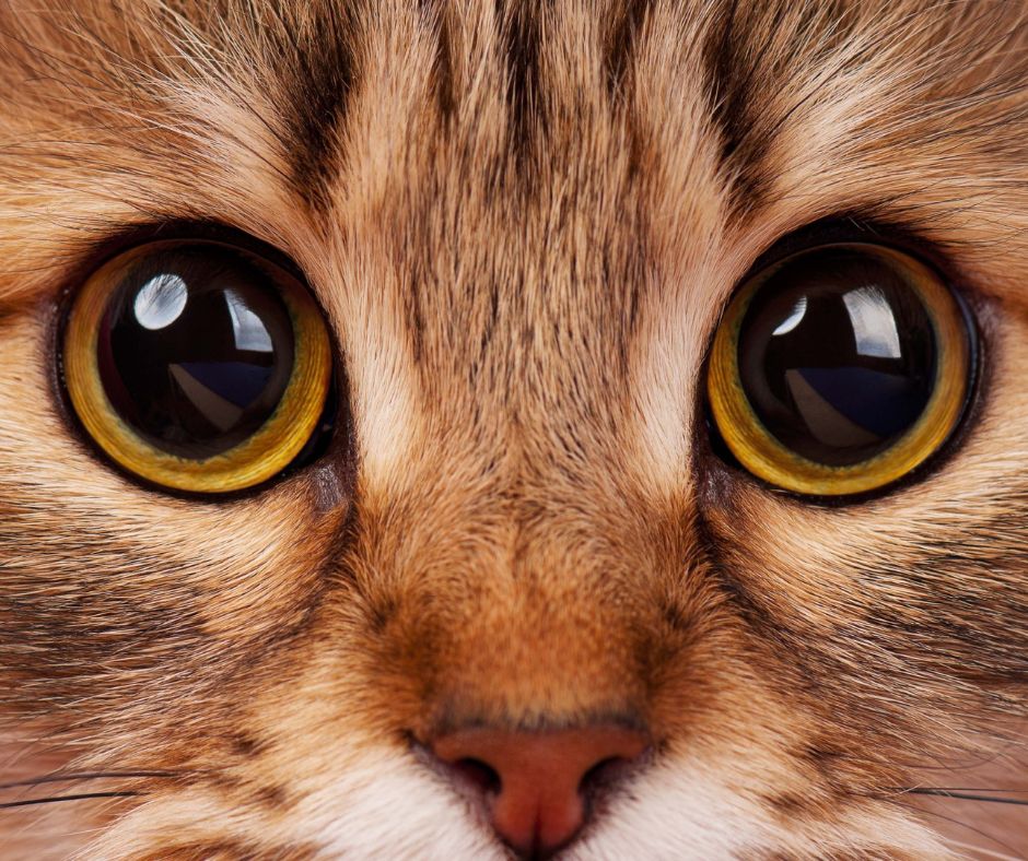 The Science of Cat Vision: What Do Cats See? - TreasuredCat
