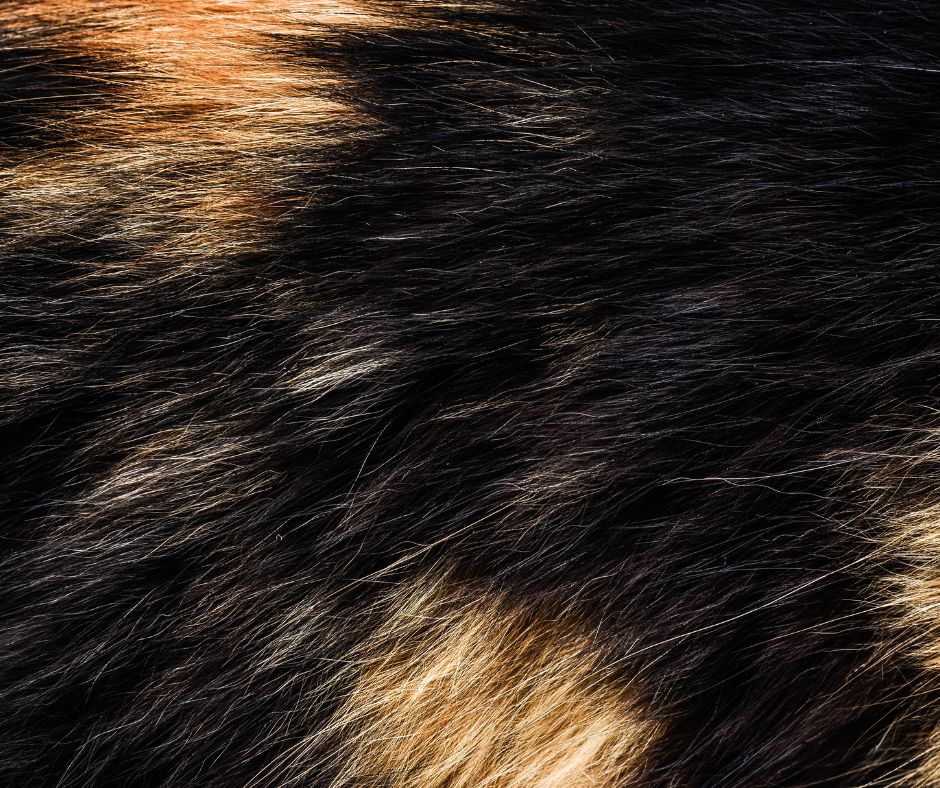 Do Cats Have Hair Instead Of Fur? - TreasuredCat