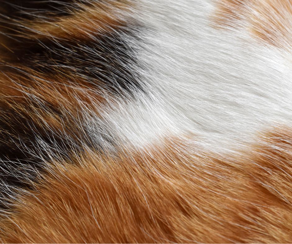 Do Cats Have Hair Instead Of Fur? - TreasuredCat