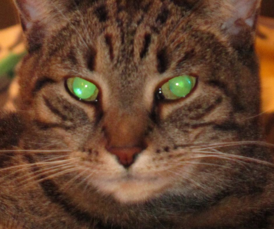 The Science of Cat Vision: What Do Cats See? - TreasuredCat