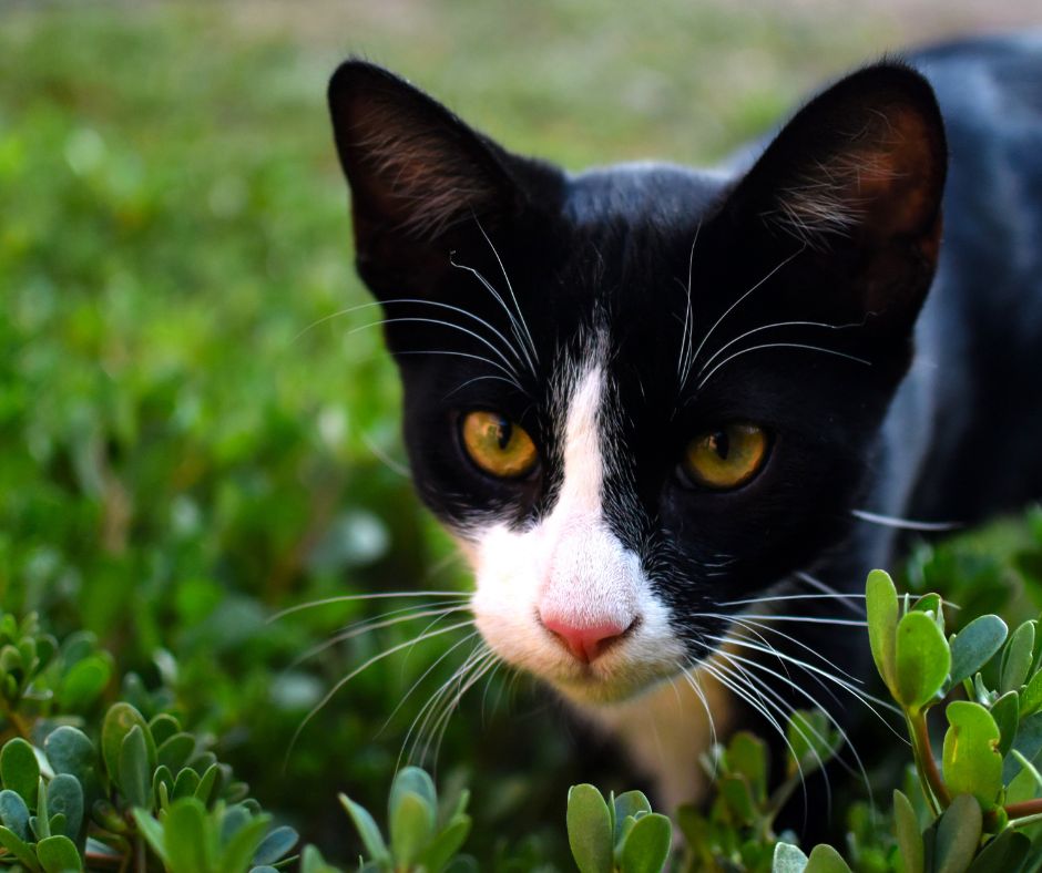 The Science of Cat Vision: What Do Cats See? - TreasuredCat