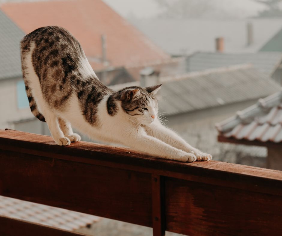 Is It True That Cats Always Land On Their Feet? - TreasuredCat