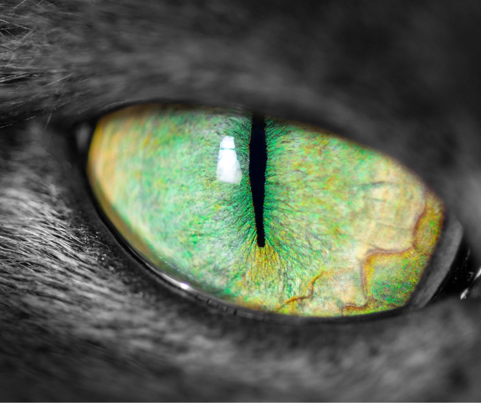 The Science of Cat Vision: What Do Cats See? - TreasuredCat