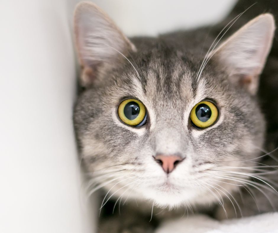 The Science of Cat Vision: What Do Cats See? - TreasuredCat