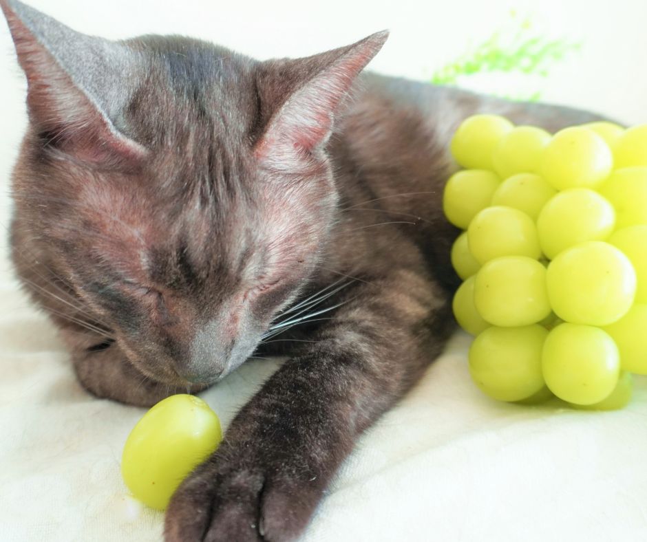 Grapes and Raisins - Dangerous Foods For Your Cat! - TreasuredCat
