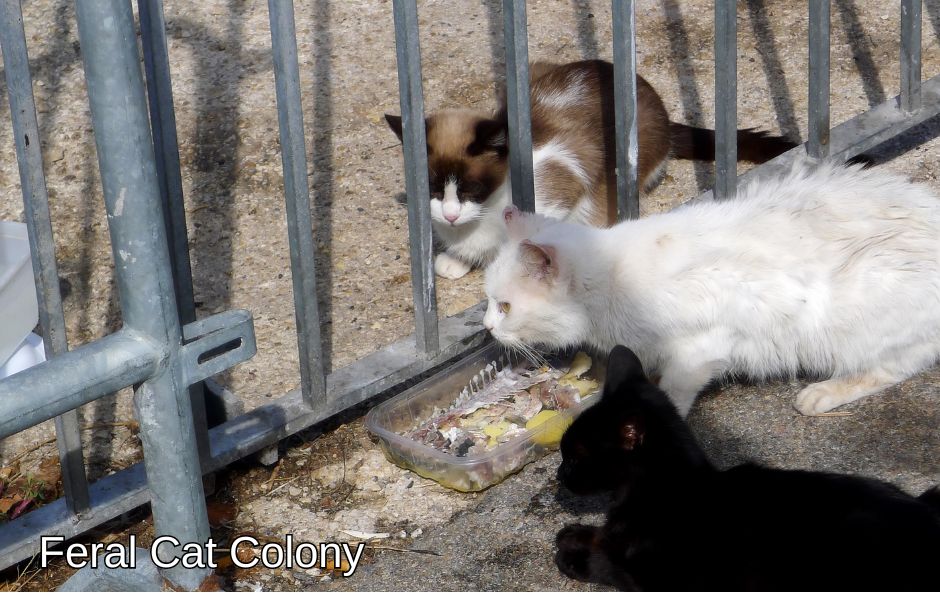 Can a Domestic Indoor Cat Survive on Its Own Outside? - TreasuredCat